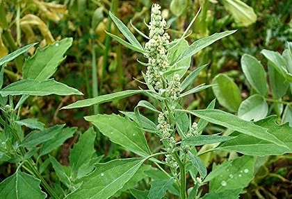 bathua saag ke fayde : बथुआ के फायदे और नुकसान नहीं है पता तो जानें ...